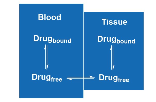 In Vitro Plasma Protein Binding Services - Formulation / BOC Sciences